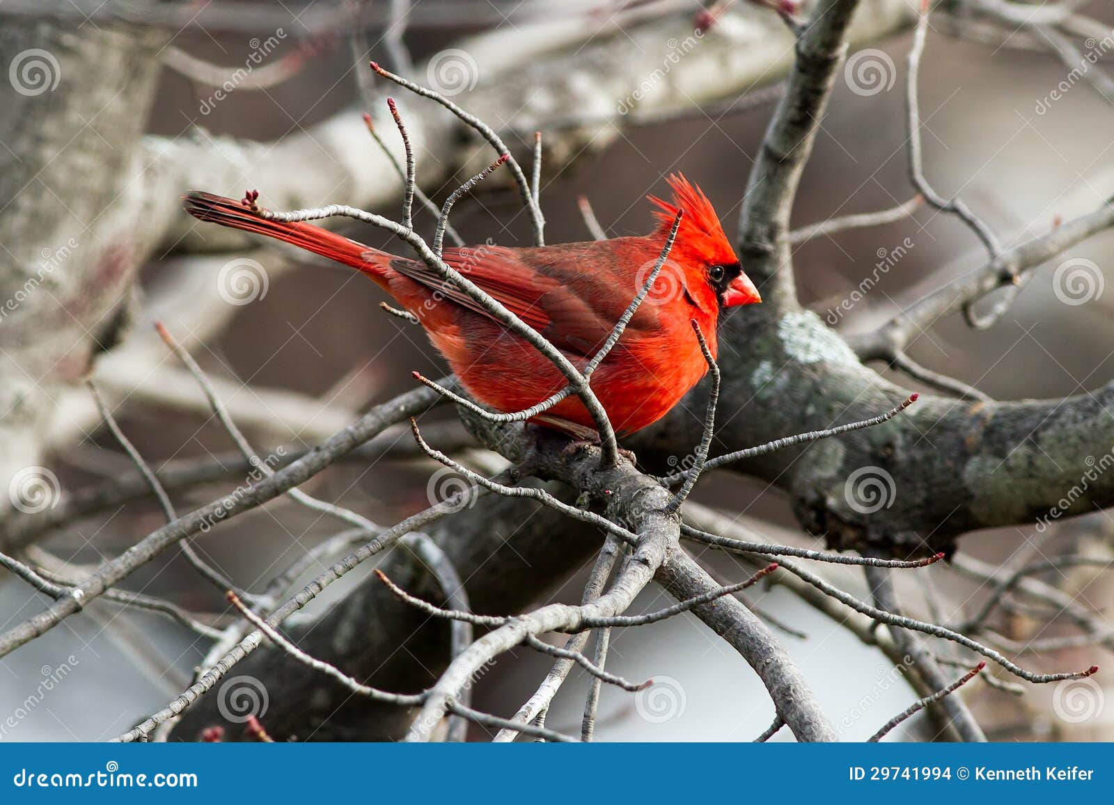 Cardinal in Maple stock photo. Image of winter, songbird - 29741994