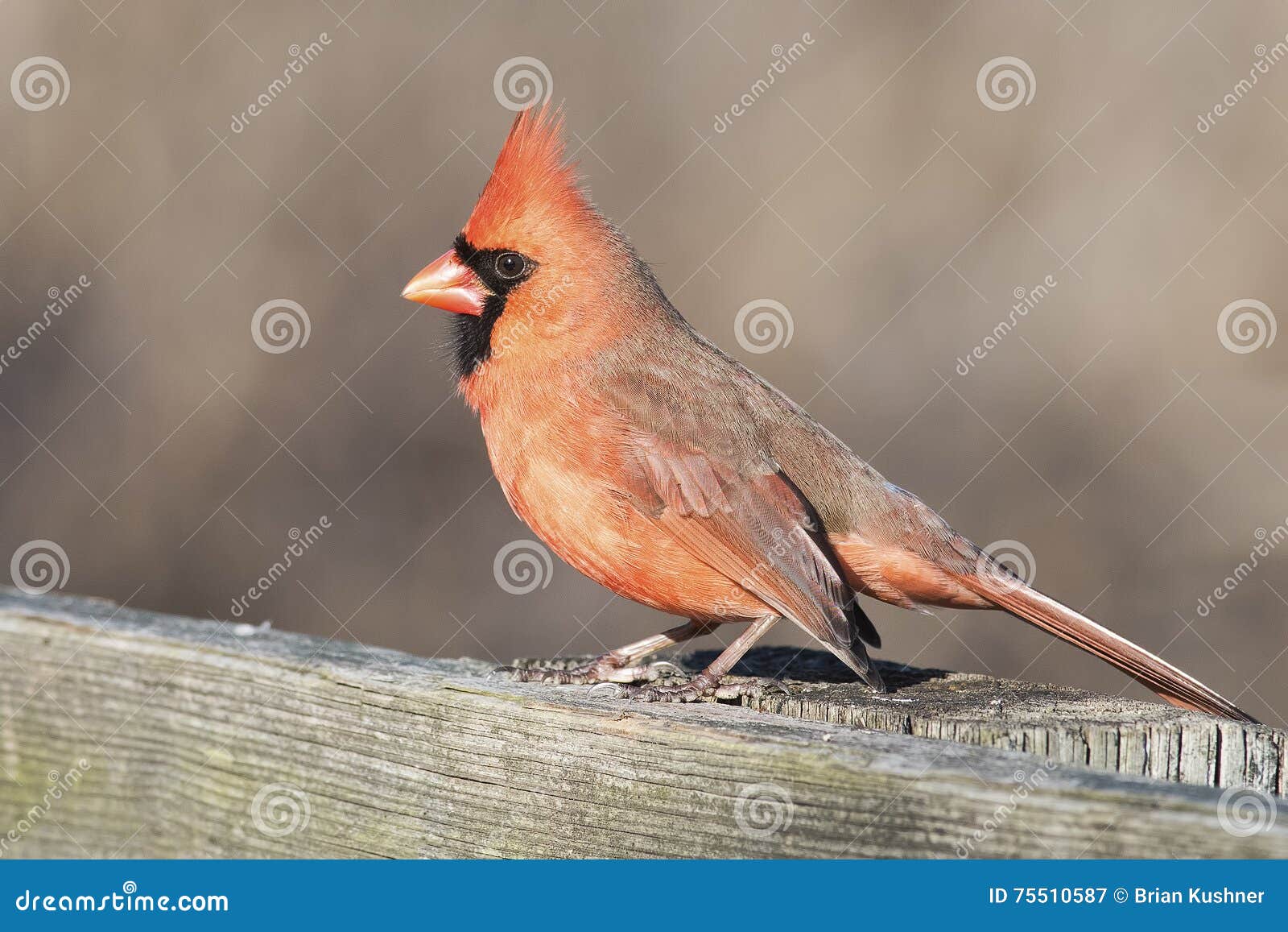 Male Northern Cardinal stock image. Image of spring, fence - 75510587
