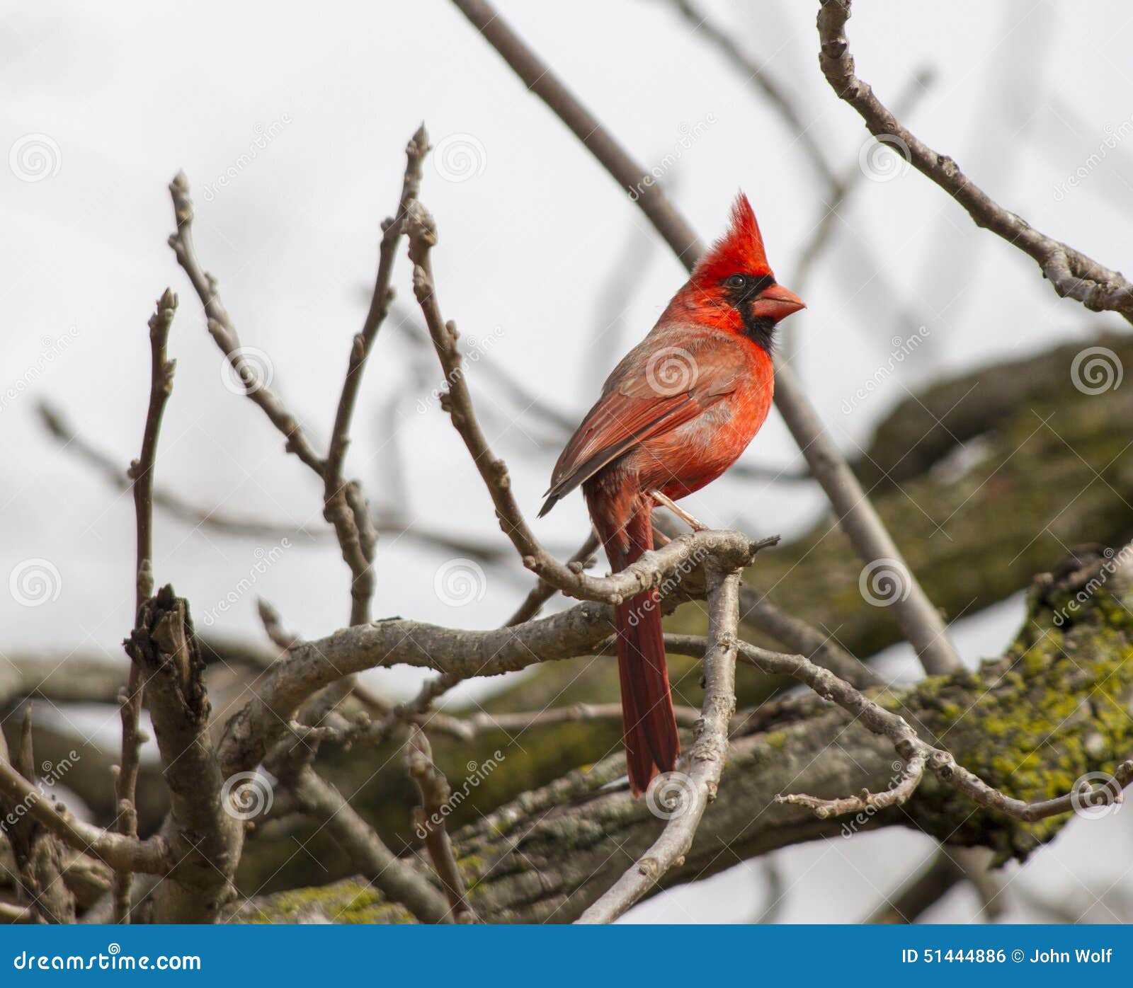 Male Northern Cardinal on Perched in a Tree Stock Photo - Image of ...