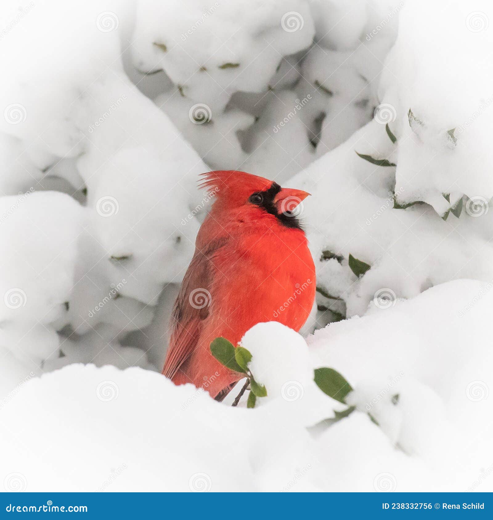 Male Northern Cardinal in Snow Stock Photo - Image of cardinalidae ...