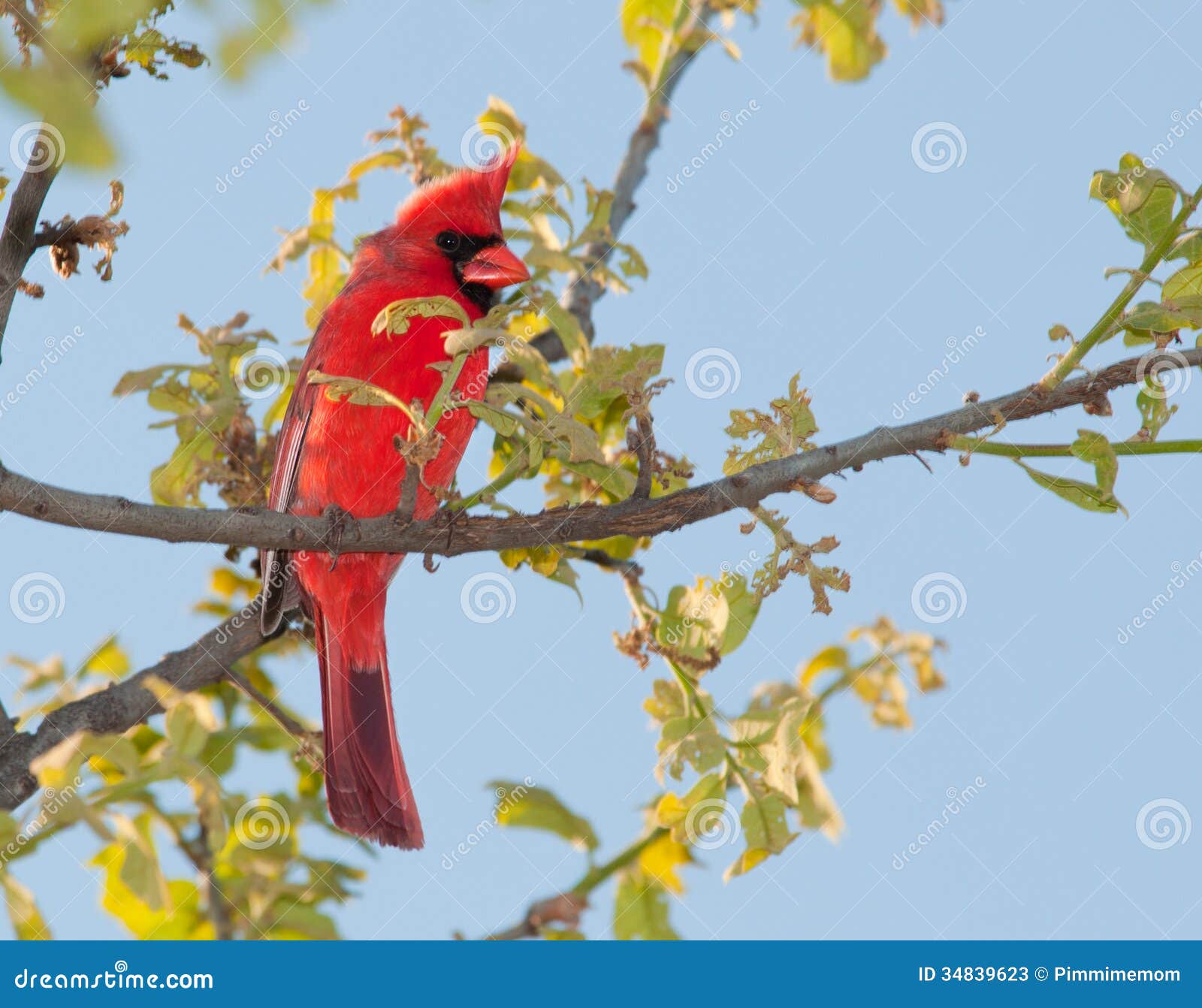 Male Northern Cardinal in a Tree Stock Image - Image of plumage, native ...