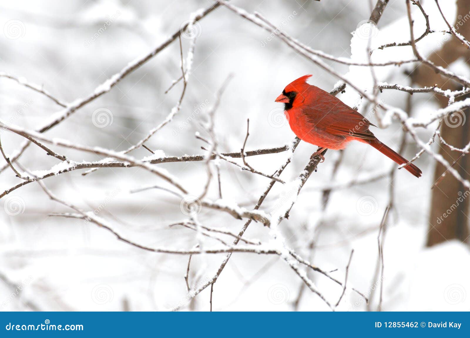 Cardinal In Snow Background
