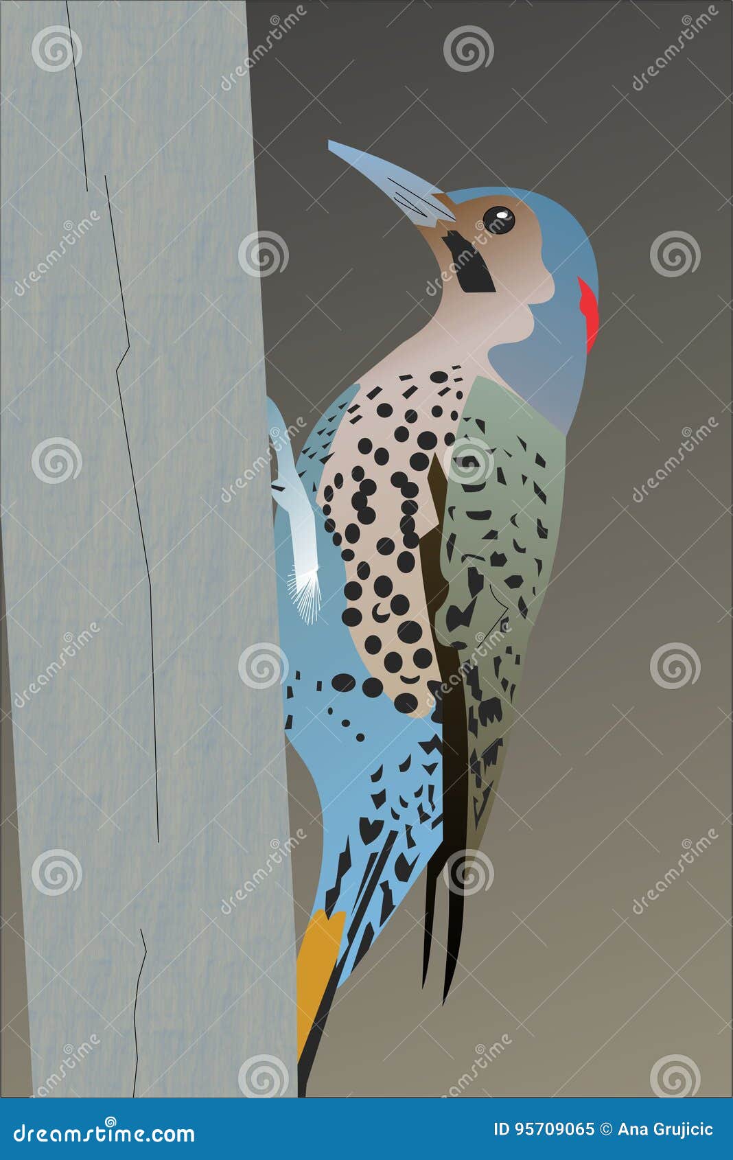 Northern Flicker Watercolor Painting With Flicker Effects Royalty-Free ...