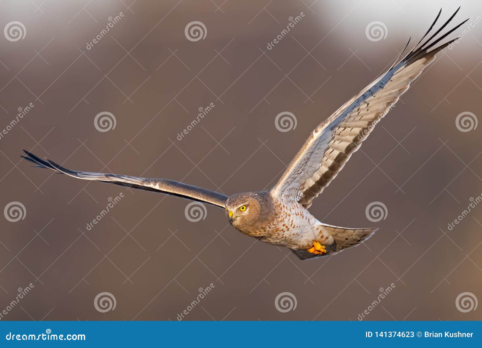 Northern Harrier Aka Gray Ghost Stock Image - Image of landing, yellow ...