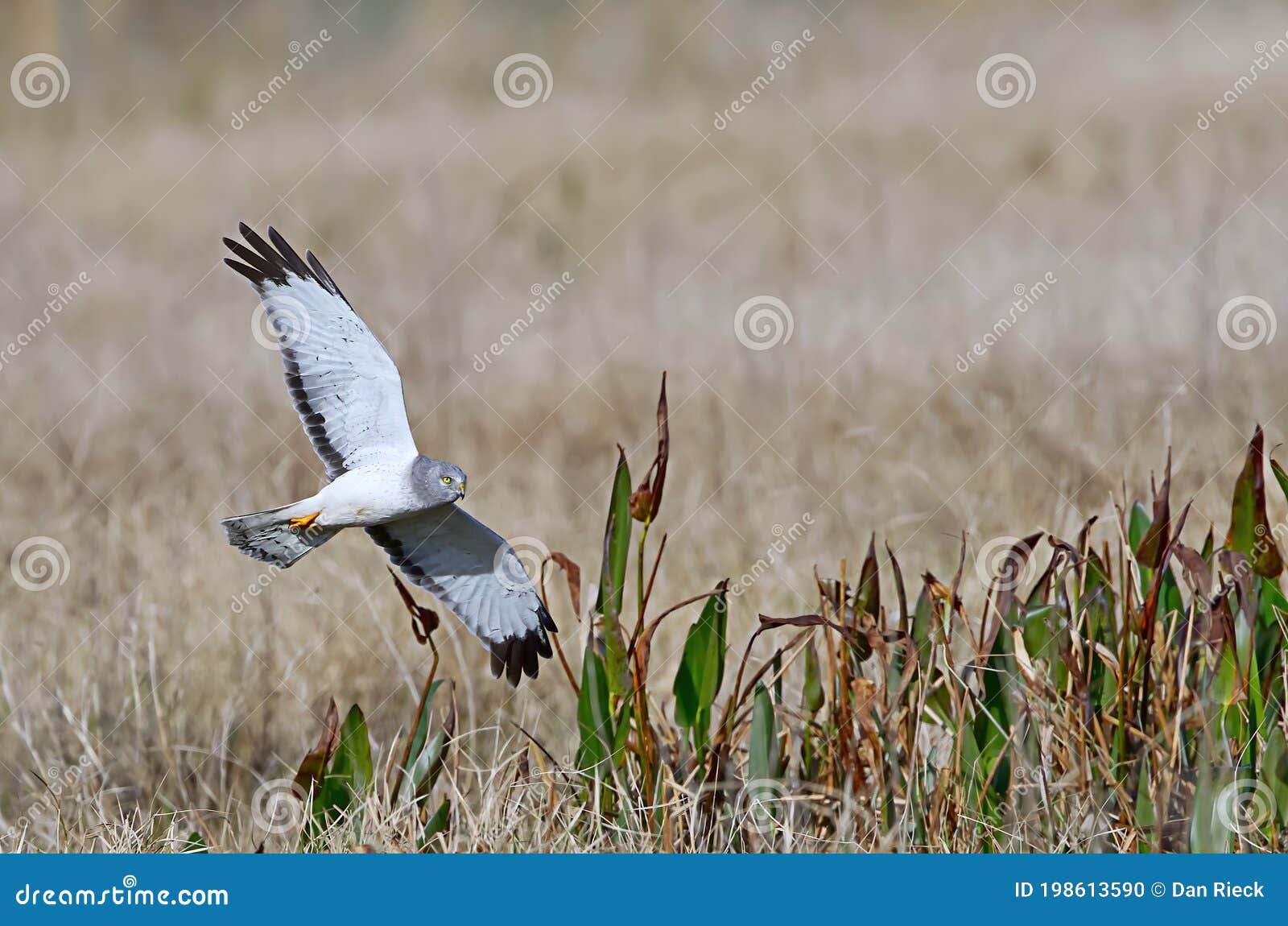 Male Northern Harrier Flying Stock Photo - Image of heron, shorebird ...