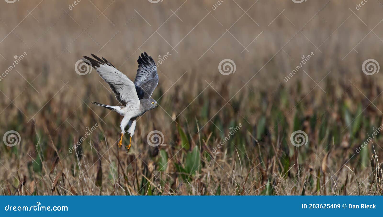 Male Northern Harrier Flying Low Over Marsh Stock Image - Image of ...