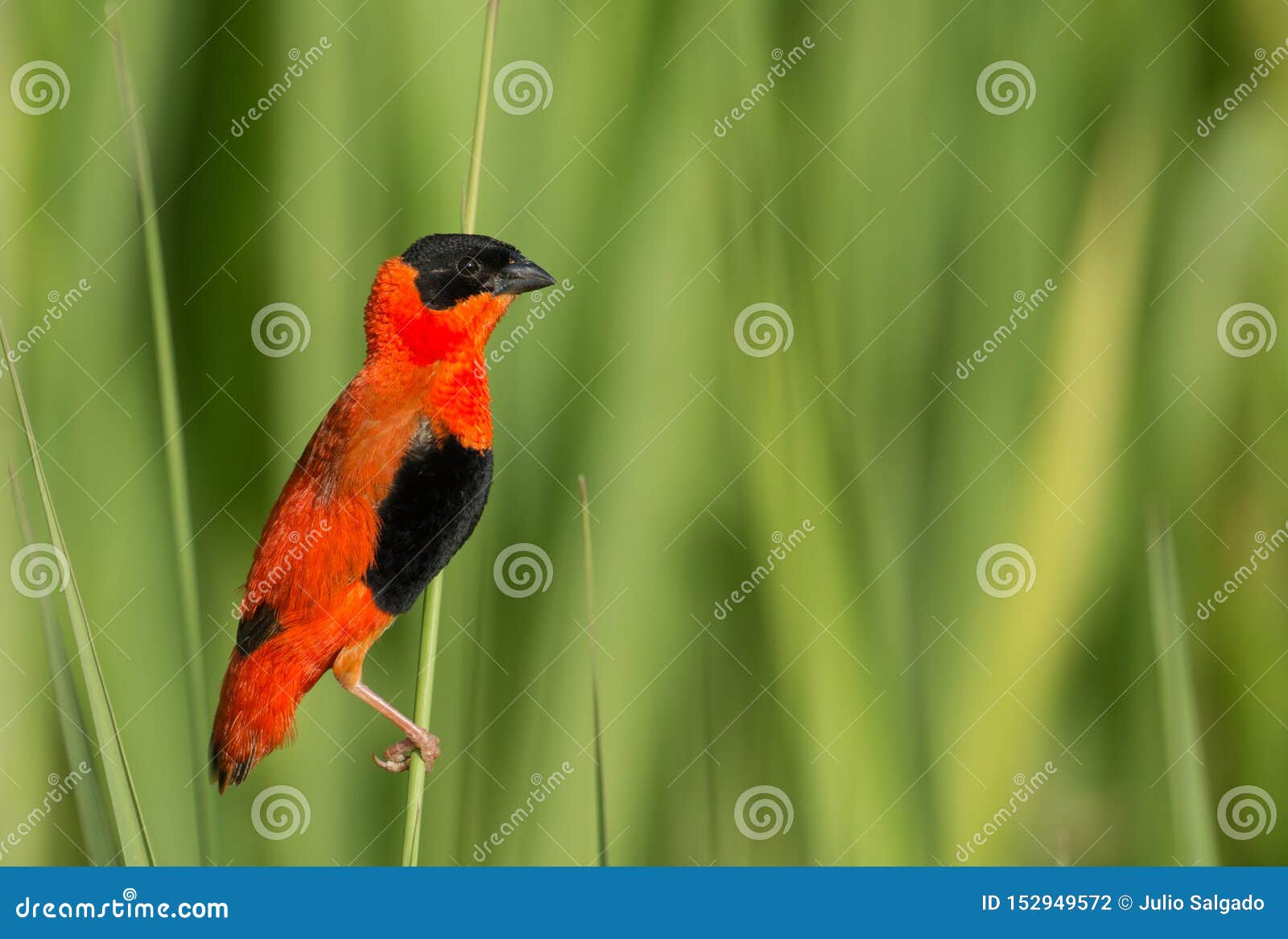 Male Northern Red Bishop Perch Stock Photo - Image of bishop, grassland ...