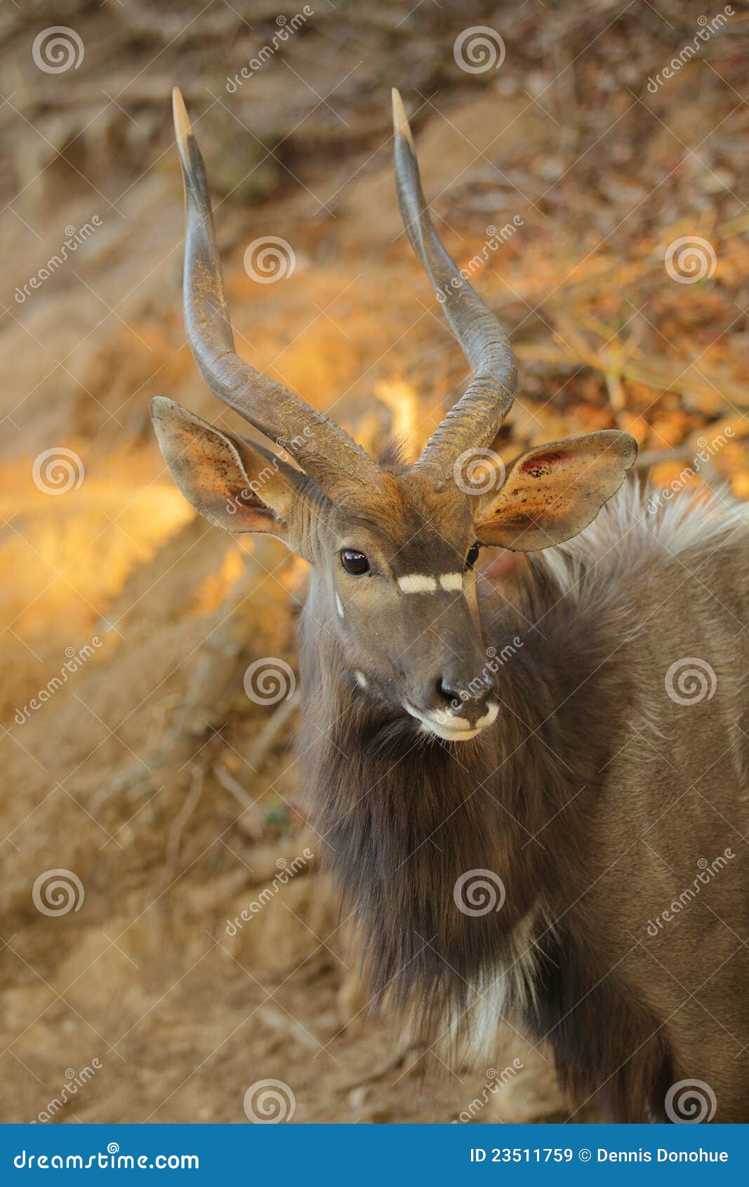 Male Nyala stock image. Image of mammal, safari, buck - 23511759