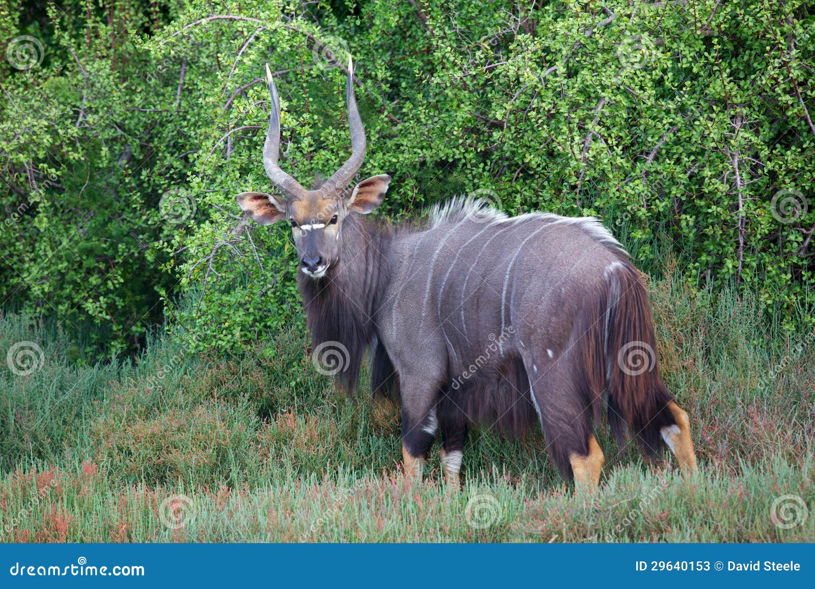Male Nyala stock image. Image of kariega, browser, nyala - 29640153