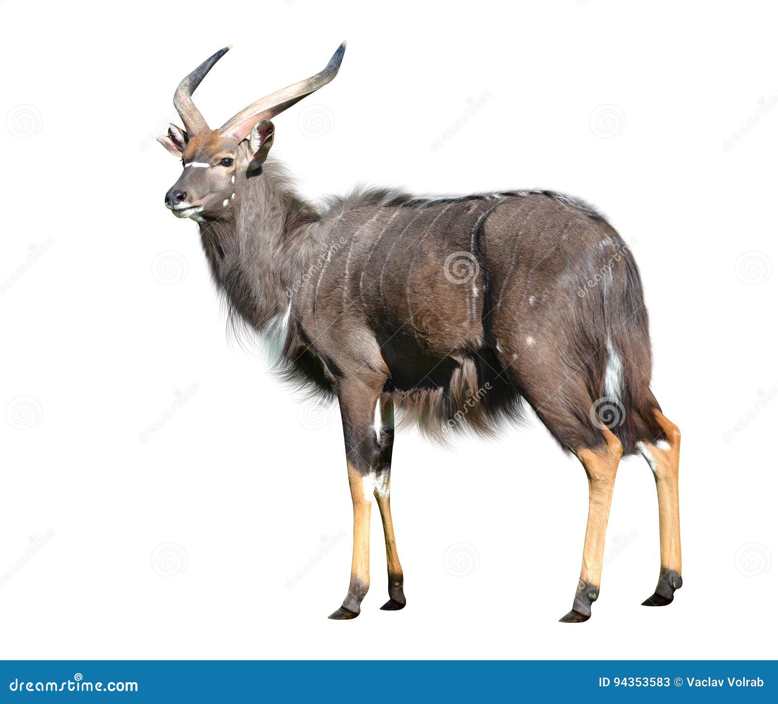 Nyala Antelope Ram Royalty-Free Stock Photography | CartoonDealer.com ...
