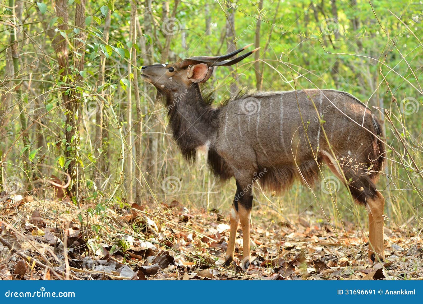 Male nyala stock image. Image of stripe, africa, bush - 31696691