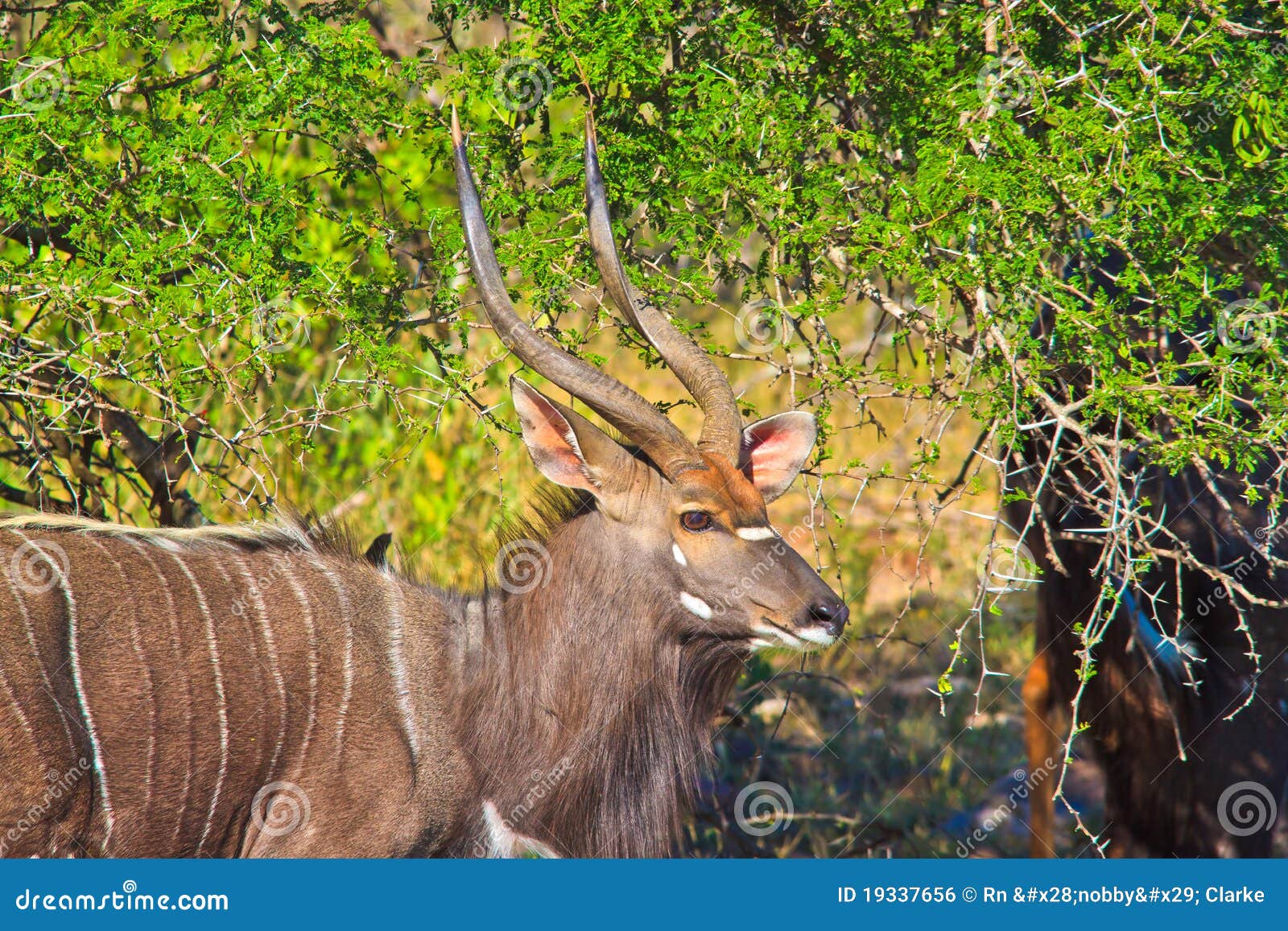 Male Nyala Standing by a Tree Stock Photo - Image of animal, thorn ...
