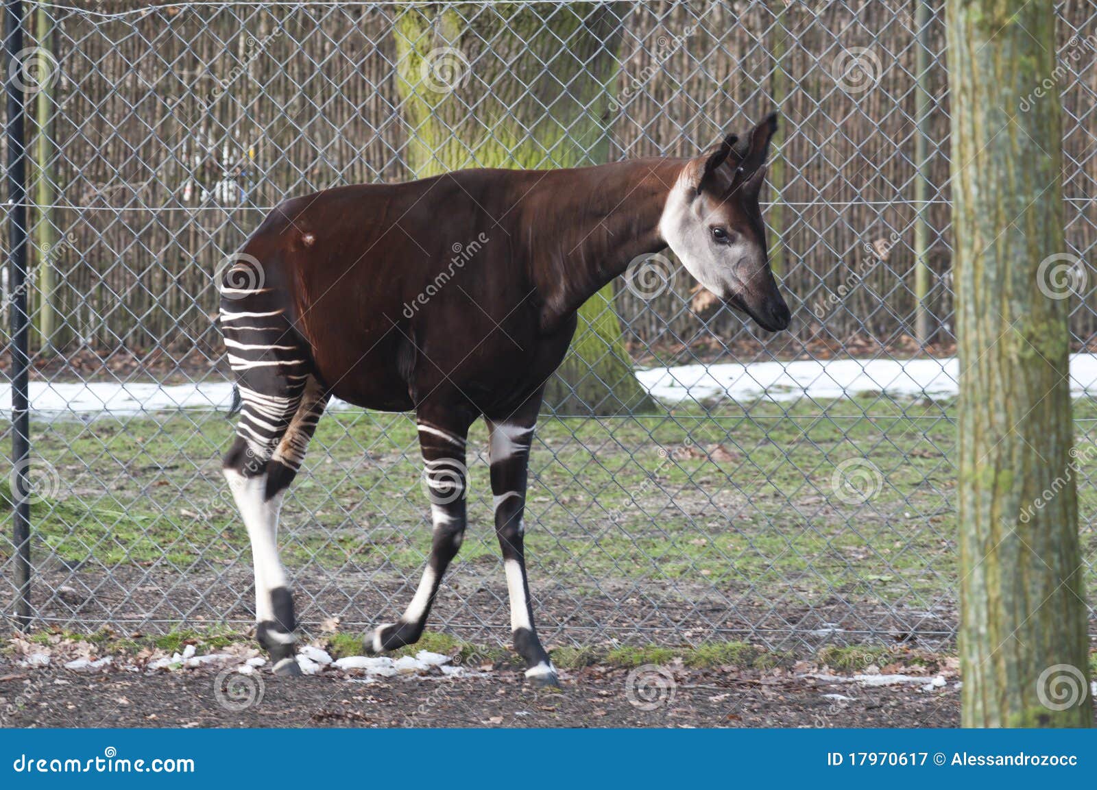 Male Okapi, Okapia Johnstoni Stock Image - Image of male, okapi: 17970617