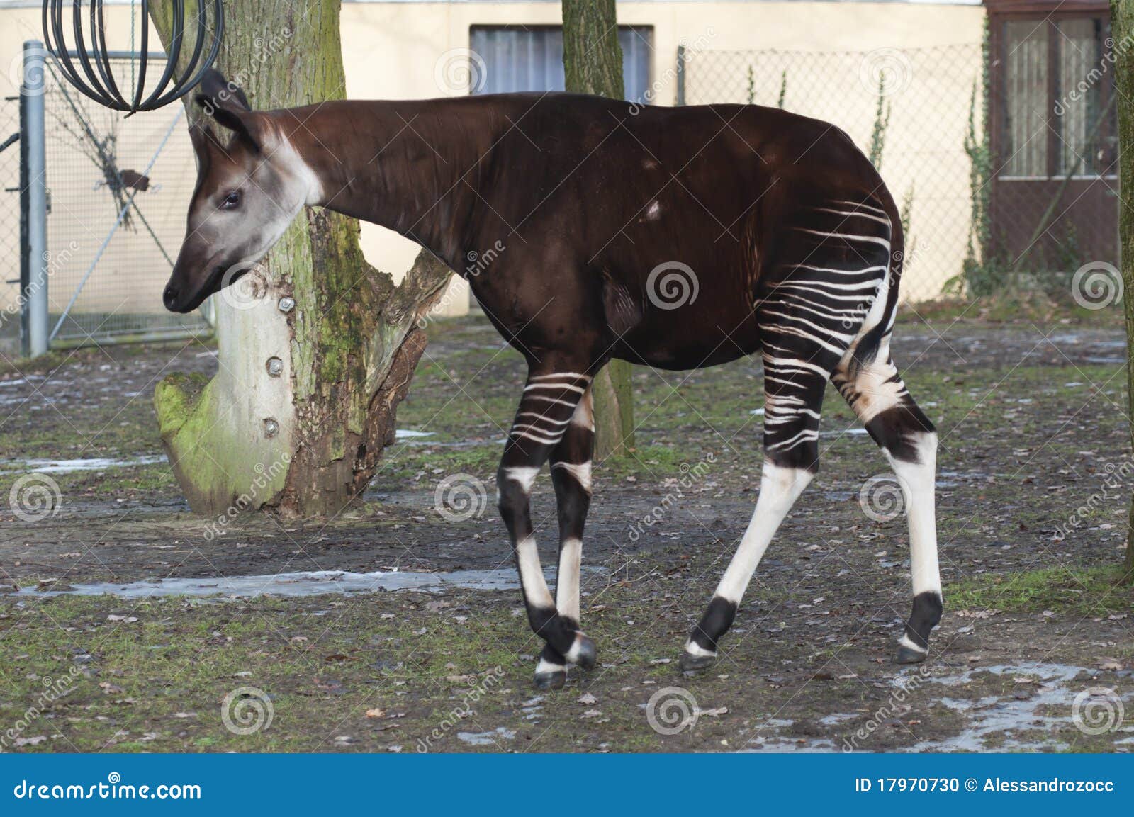 Male Okapi, Okapia Johnstoni Stock Photo - Image of northeast, central ...