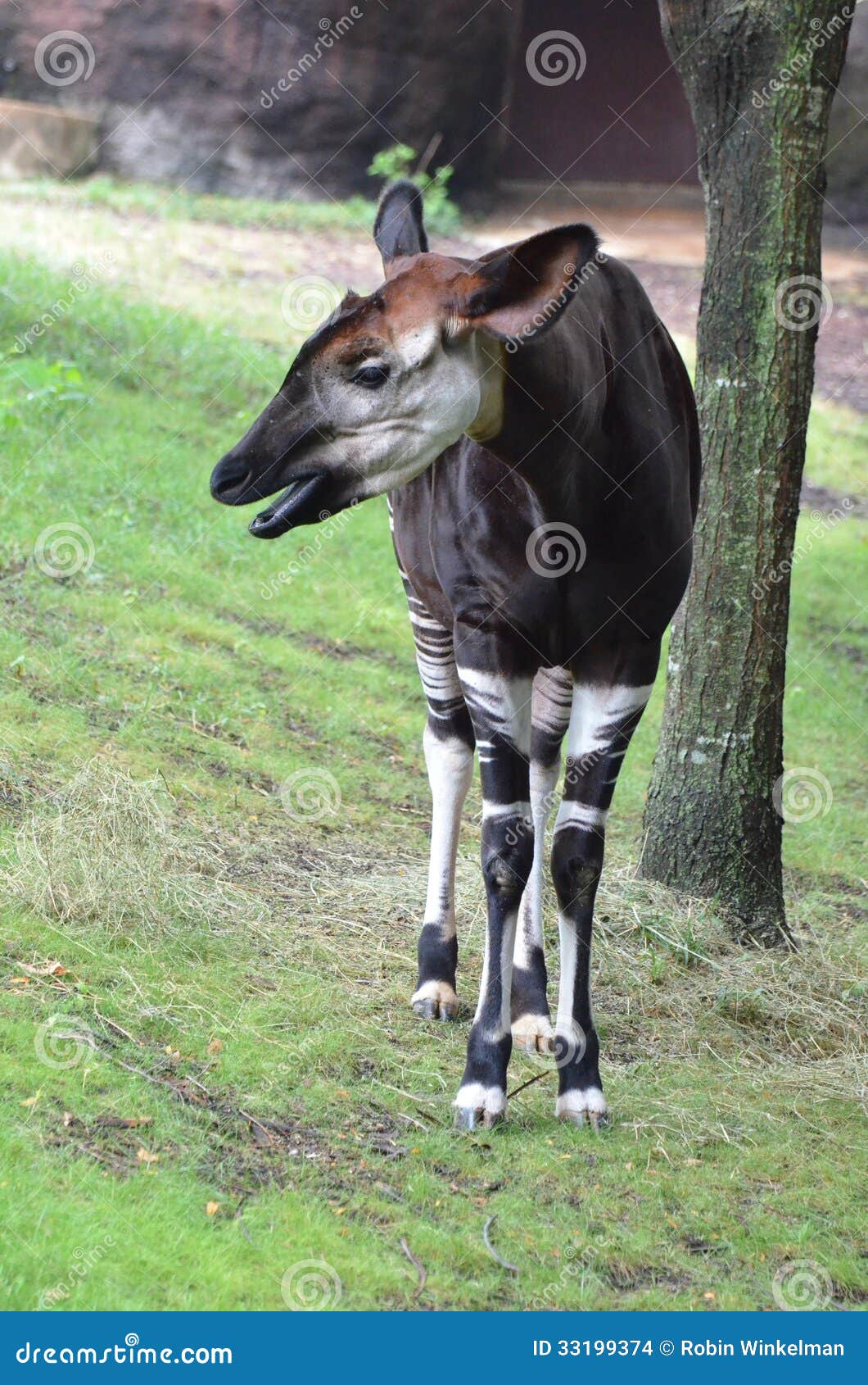 Male okapi2 stock photo. Image of branch, mouth, peer - 33199374