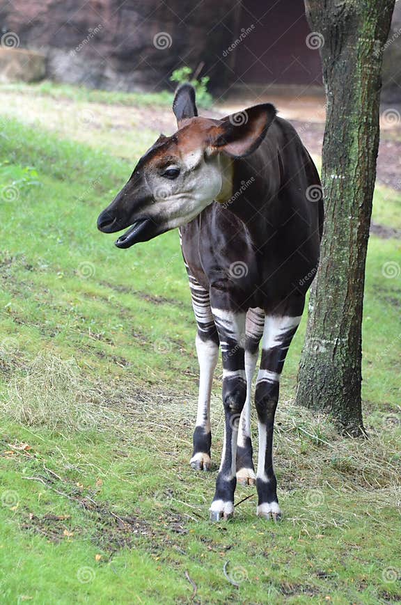Male okapi2 stock photo. Image of branch, mouth, peer - 33199374