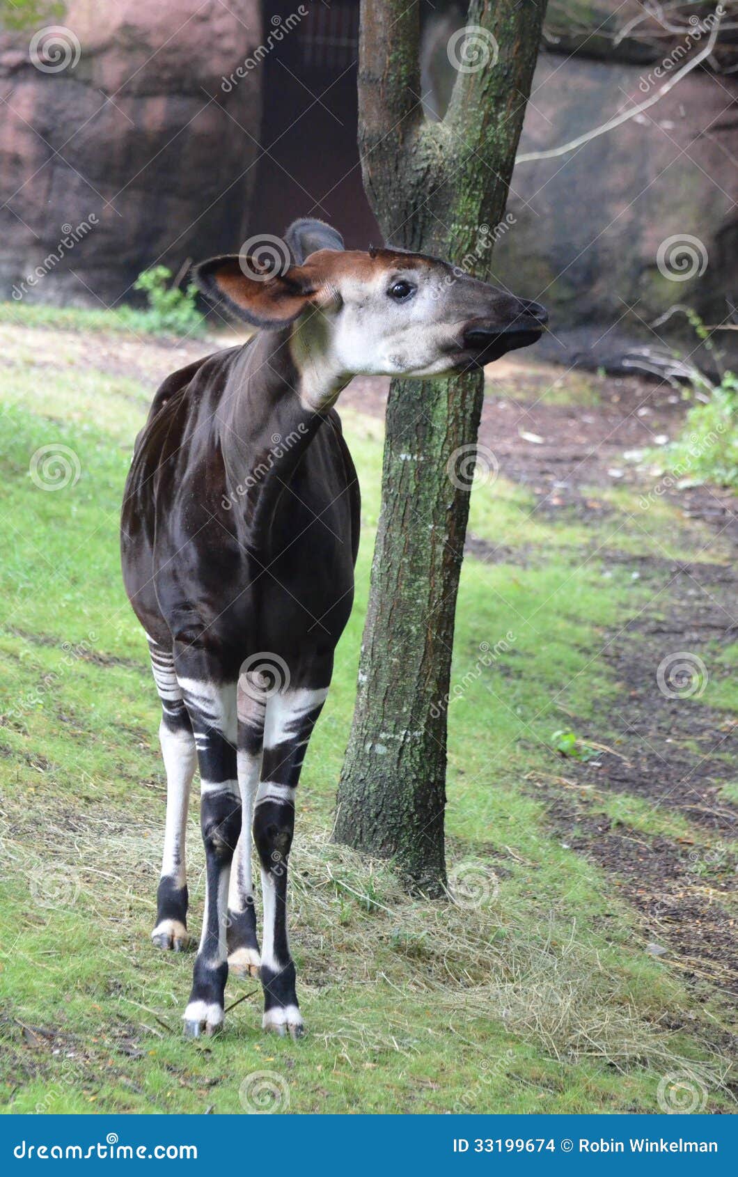 Male okapi stock photo. Image of gaze, striped, trunk - 33199674