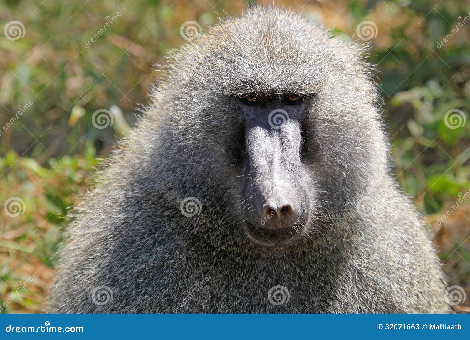 Male olive baboon stock image. Image of animal, portrait - 32071663