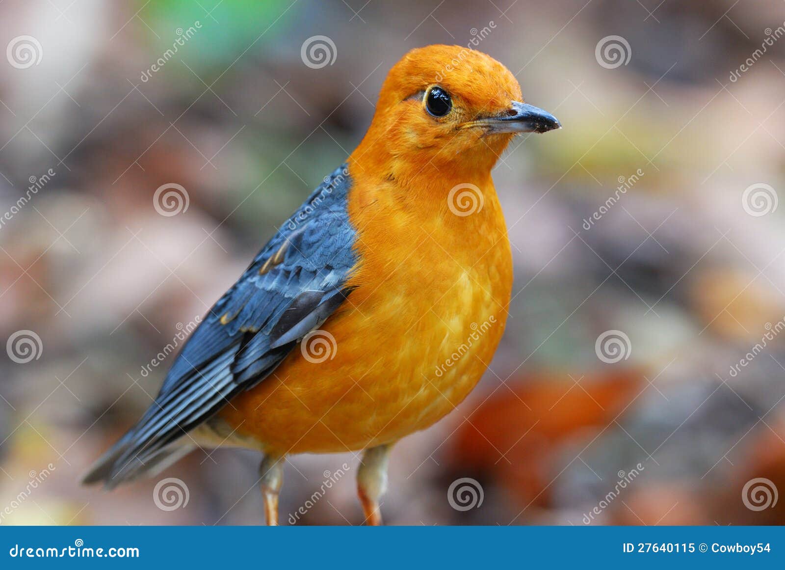 Male orange headed thrush stock image. Image of live - 27640115