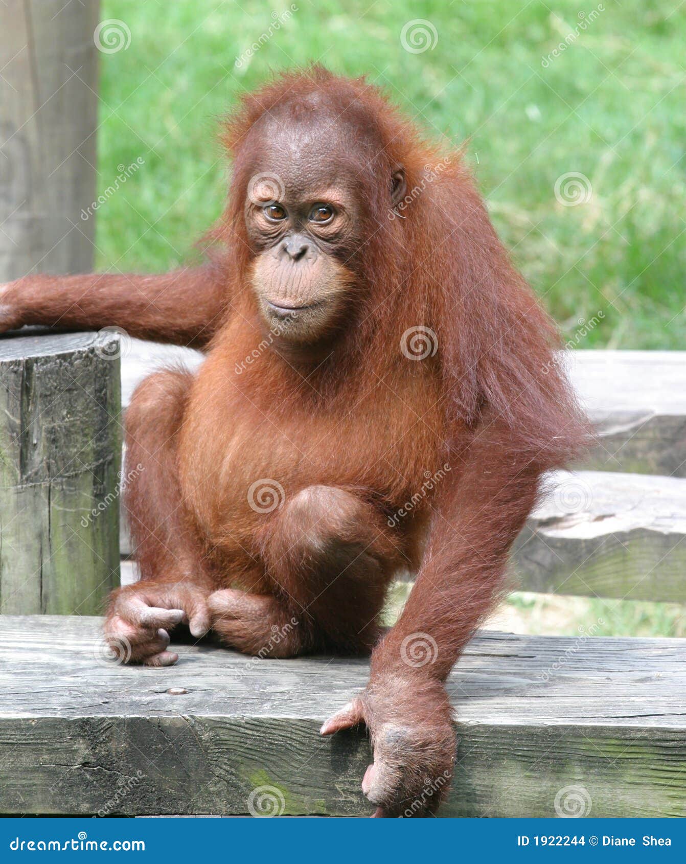 Male orangutan stock photo. Image of hairy, orangutan - 1922244