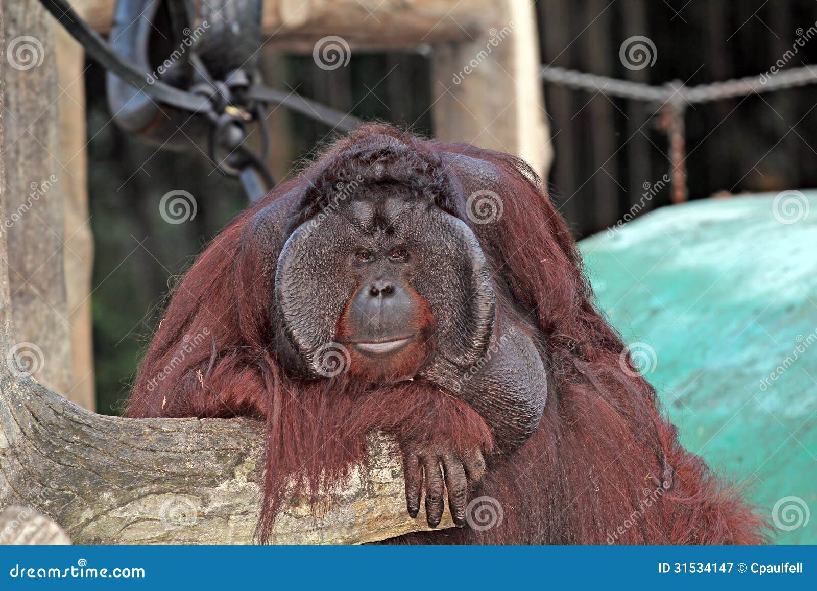 Male Orangutan stock image. Image of looking, monkey - 31534147