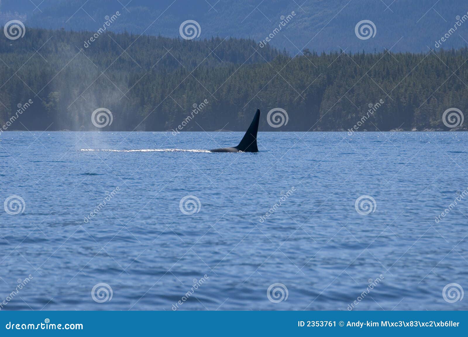 Male orca stock image. Image of westcoast, portrait, coast - 2353761