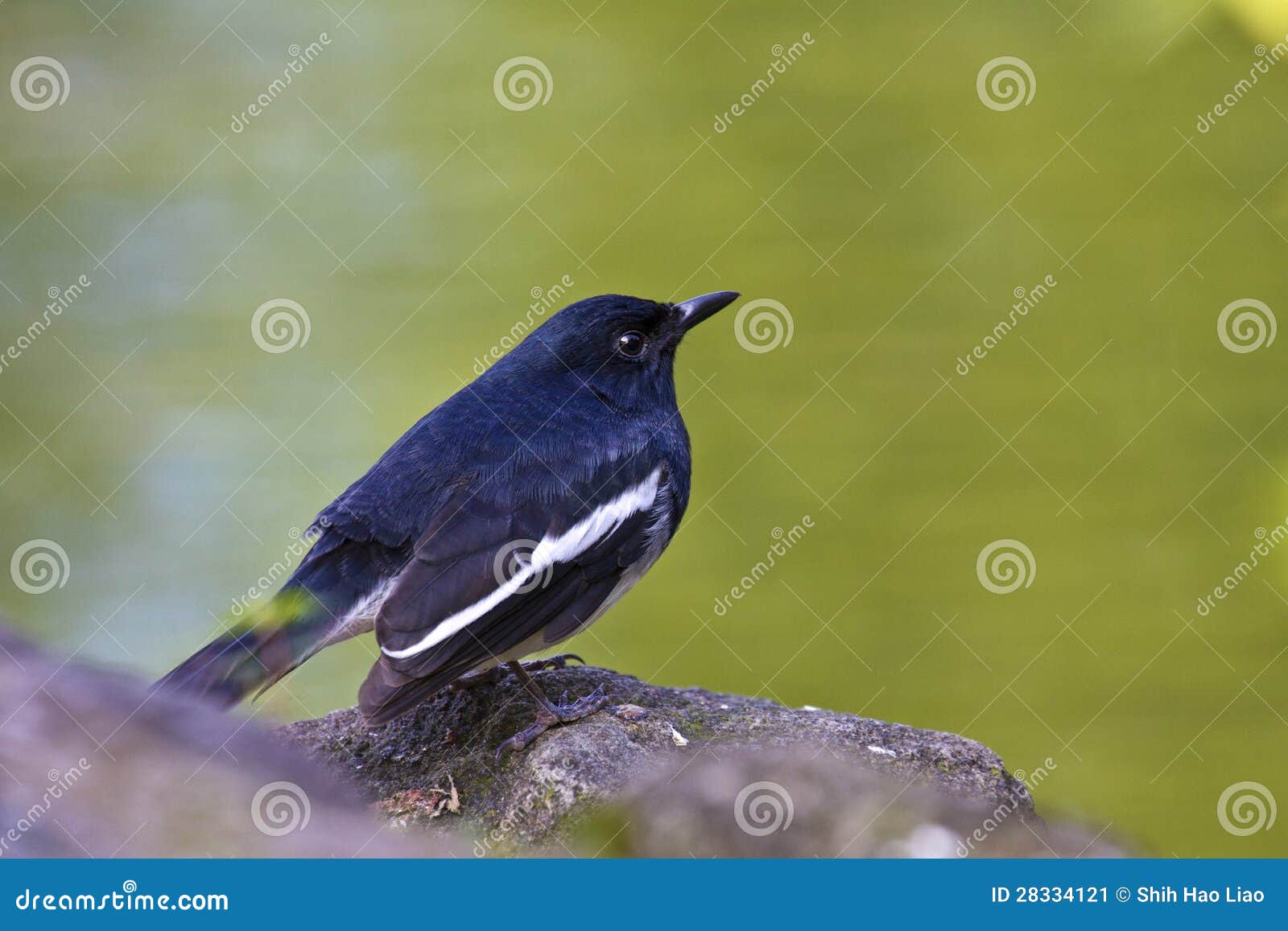 Male Oriental Magpie-Robin,Copsychus Saularis Stock Image - Image of ...