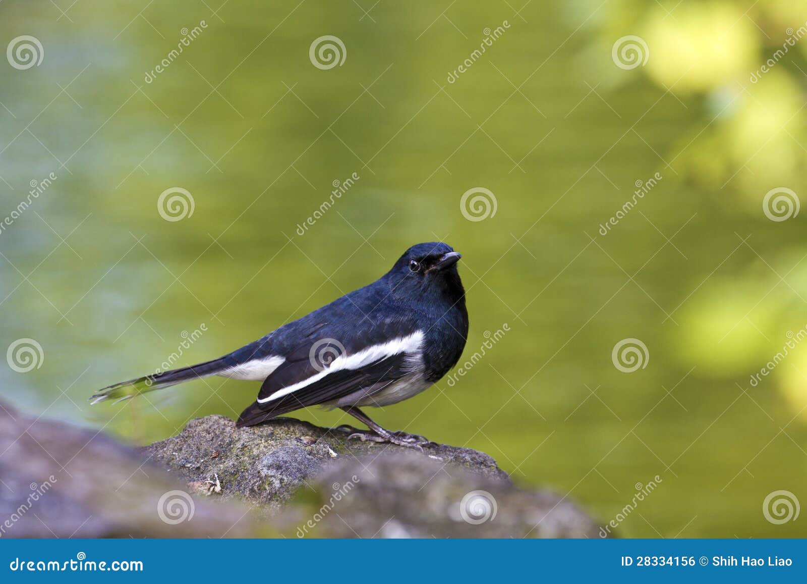 Male Oriental Magpie-Robin,Copsychus Saularis Stock Photo - Image of ...