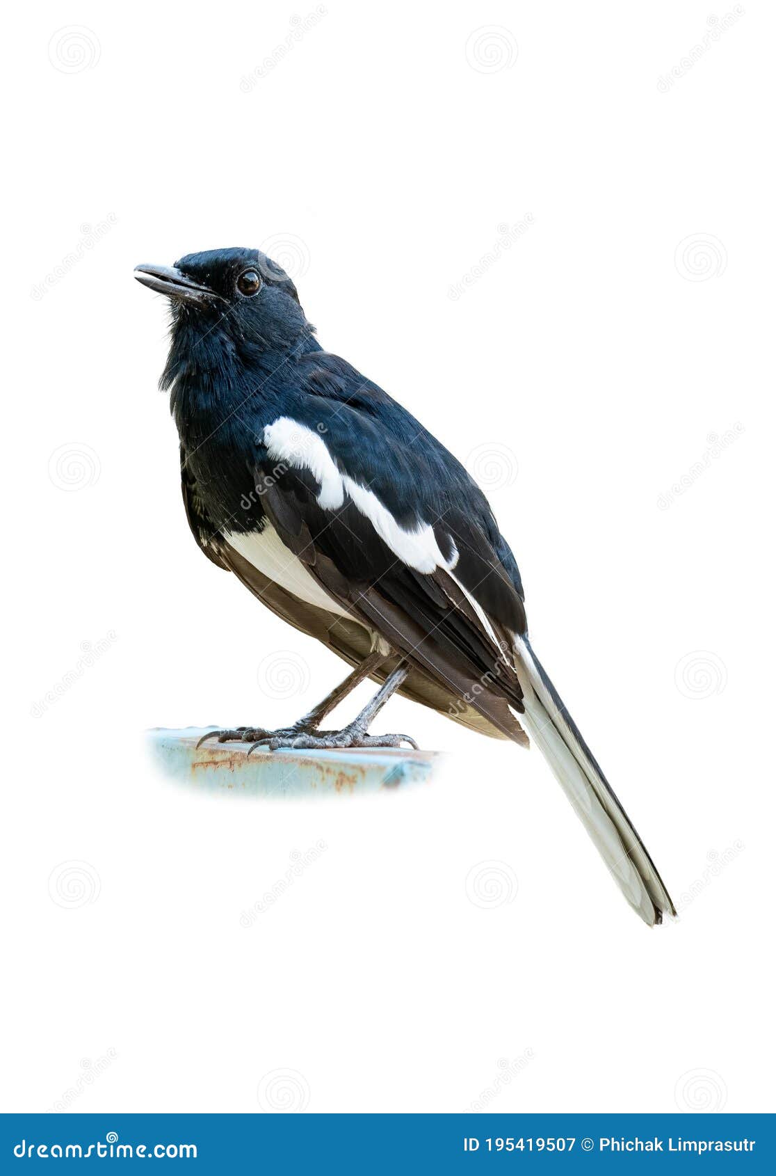 Male Oriental Magpie Robin Isolated on White Background Stock Image ...