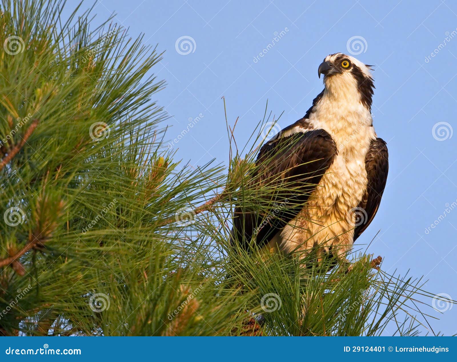 Male Osprey Perched in Pine Tree with Blue Sky Stock Image - Image of ...