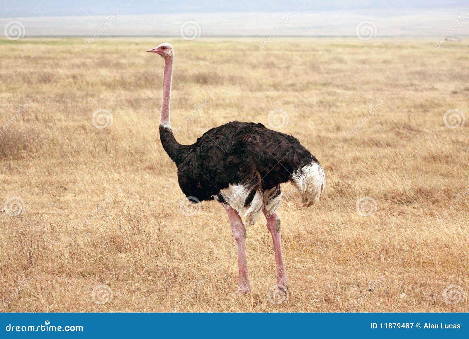 Male Ostich - Landscape stock image. Image of bird, plain - 11879487