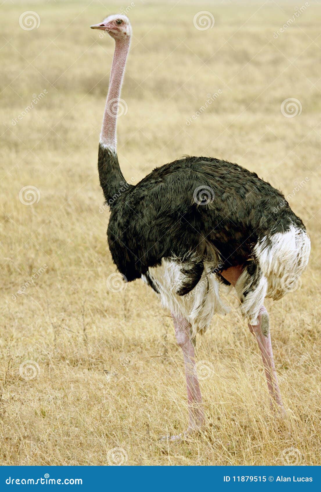 Male Ostrich stock image. Image of large, beak, neck - 11879515