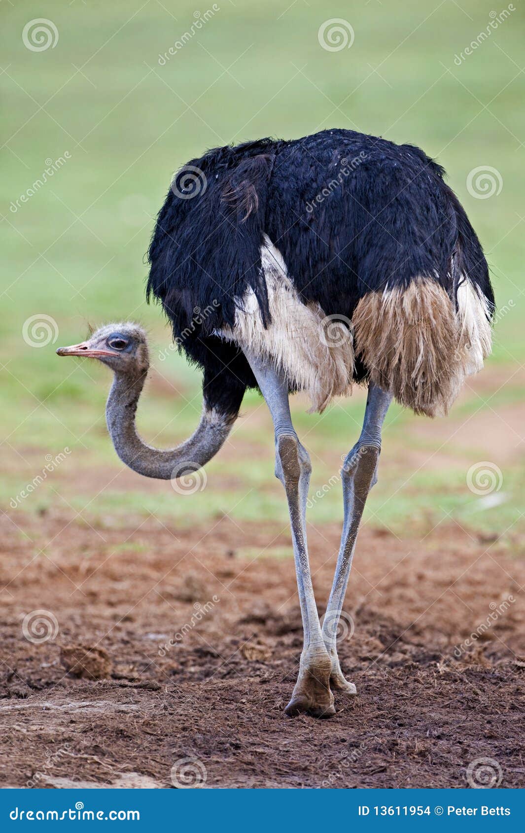 Male Ostrich stock photo. Image of park, bird, fast, muscular - 13611954