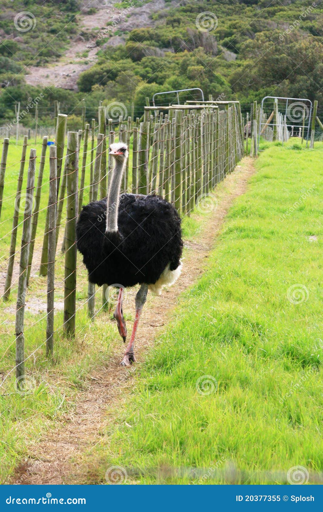 Male ostrich stock image. Image of outdoors, standing - 20377355