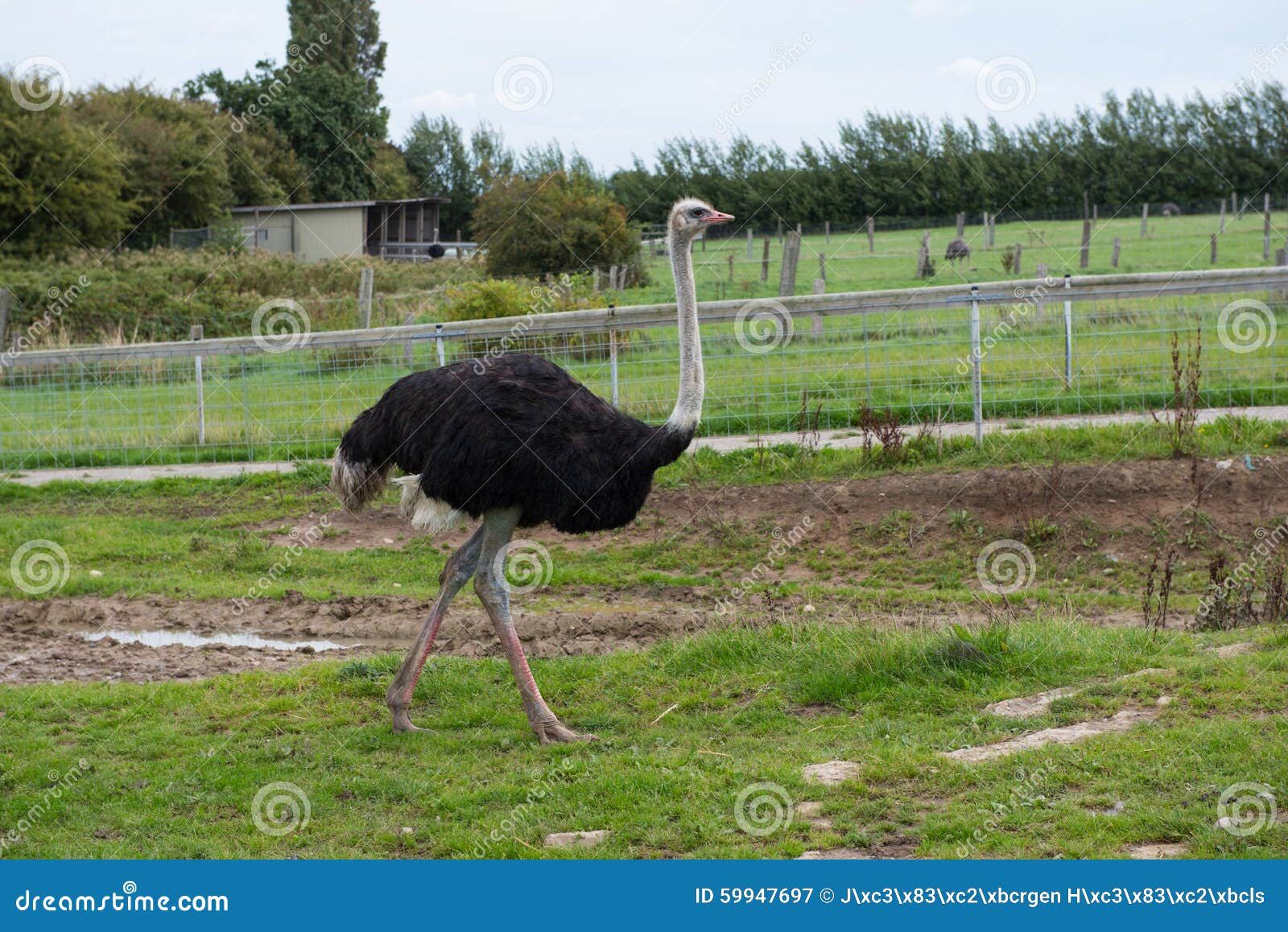Male Ostrich Bird on Green Grass Stock Image - Image of feathers ...