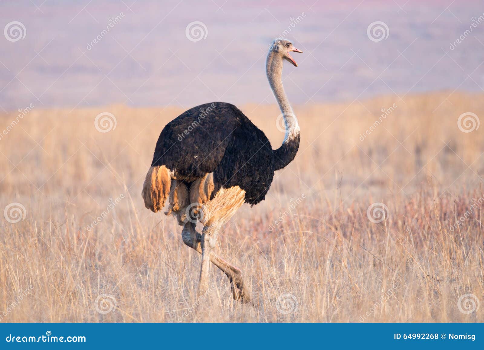 Male Ostrich in grasslands stock photo. Image of savanna - 64992268