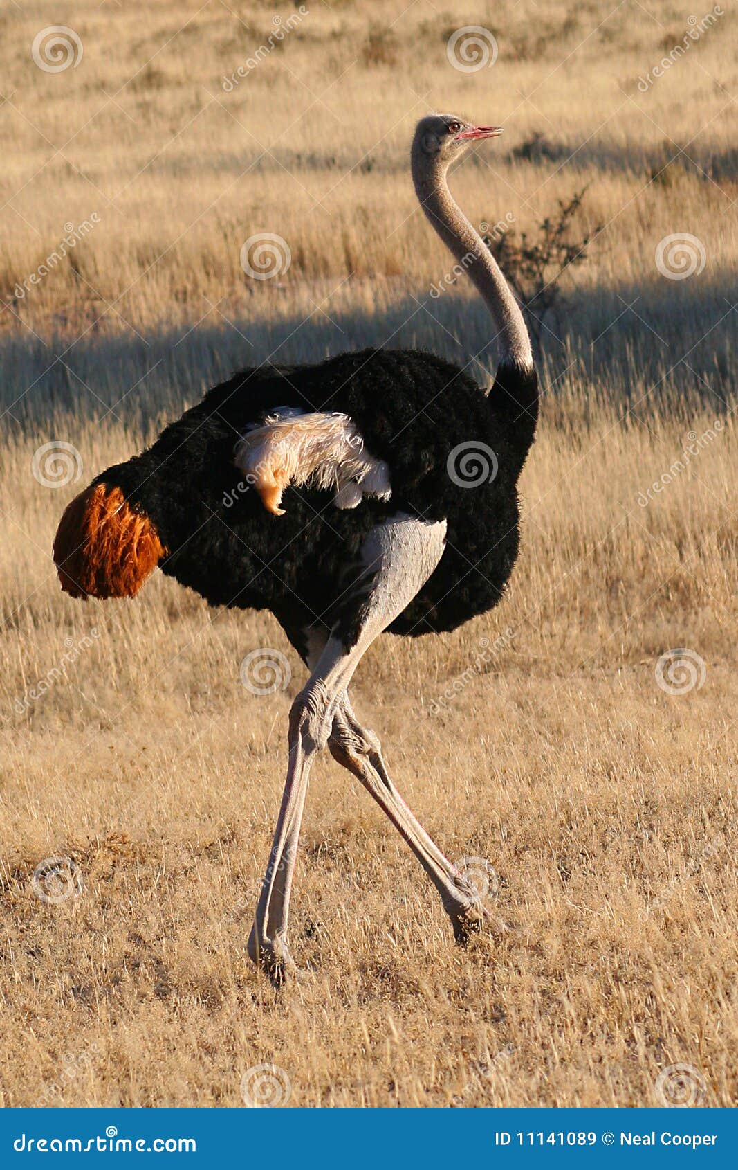 Male Ostrich running stock image. Image of africa, african - 11141089