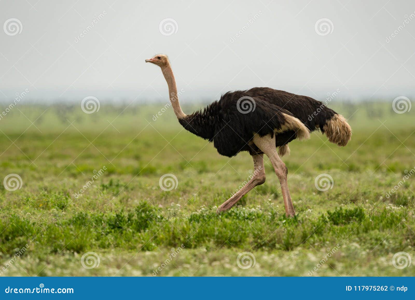 Male Ostrich Running on Lush Grassy Plain Stock Photo - Image of ...