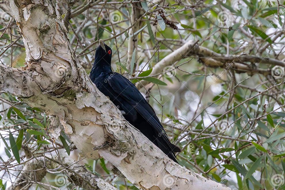 Male Pacific Koel stock image. Image of orientalis, bird - 302083717