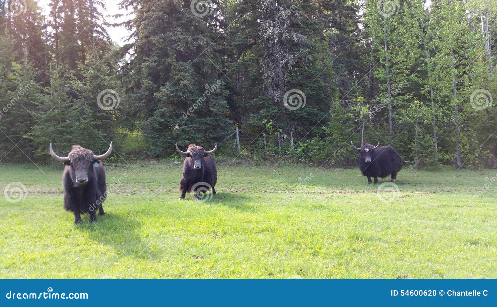 Male Pack Yaks stock photo. Image of columbia, pack, yaks - 54600620