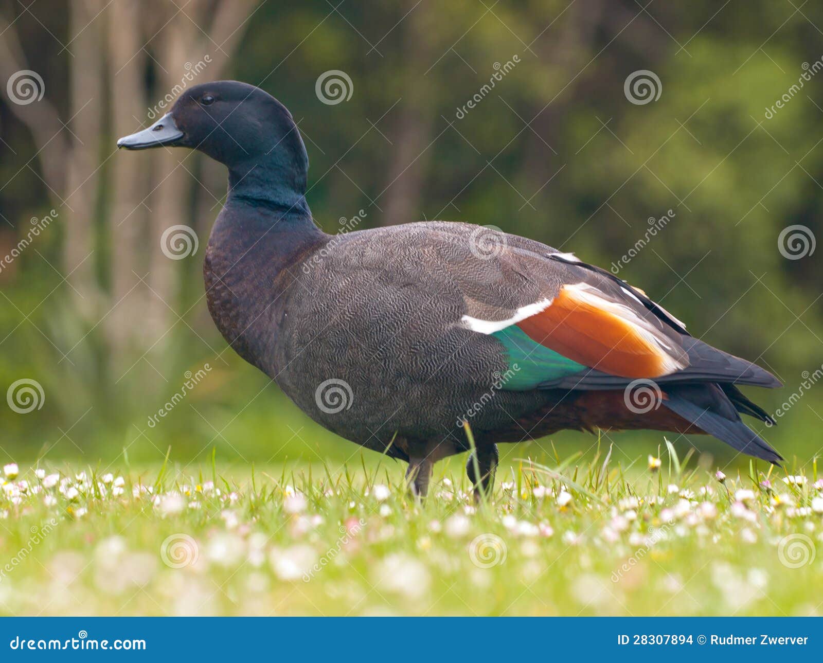 Male paradise duck stock photo. Image of waikaremoana - 28307894
