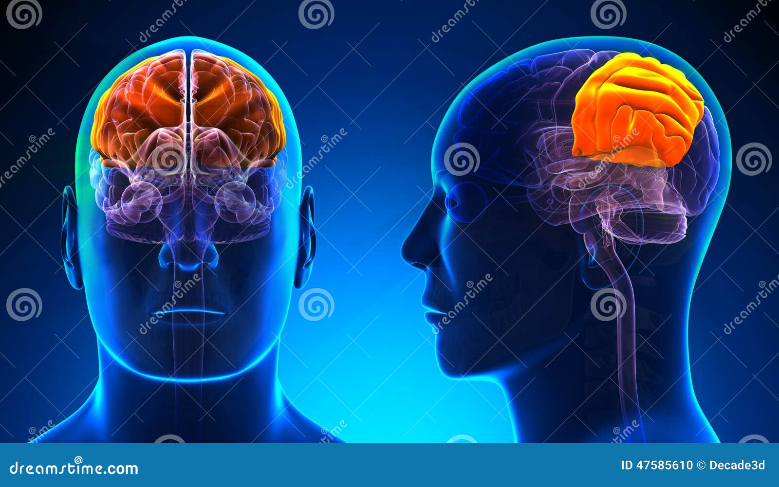 Male Parietal Lobe Brain Anatomy - Blue Concept Stock Illustration ...