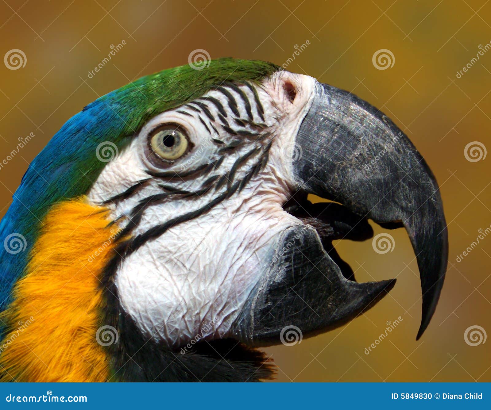 Male parrot beak stock photo. Image of parrot, face, portrait - 5849830