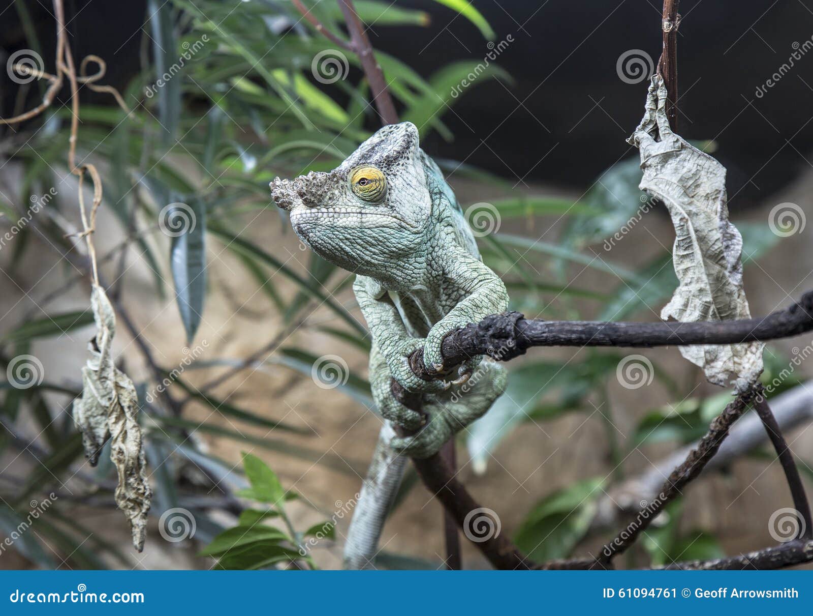 Male Parson s Chameleon stock image. Image of warty, chameleon - 61094761