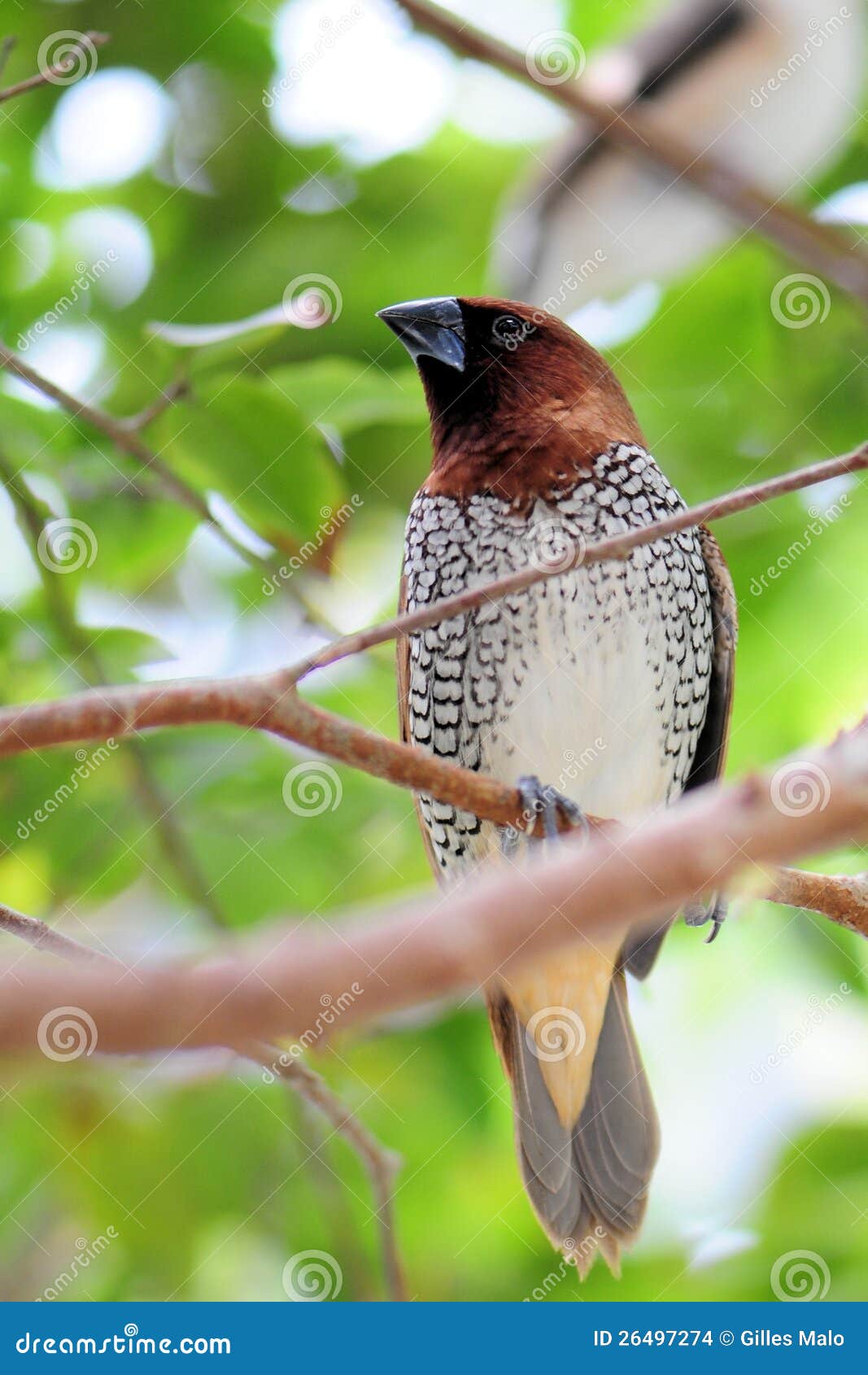 Male passerine bird stock photo. Image of tanagers, wild - 26497274