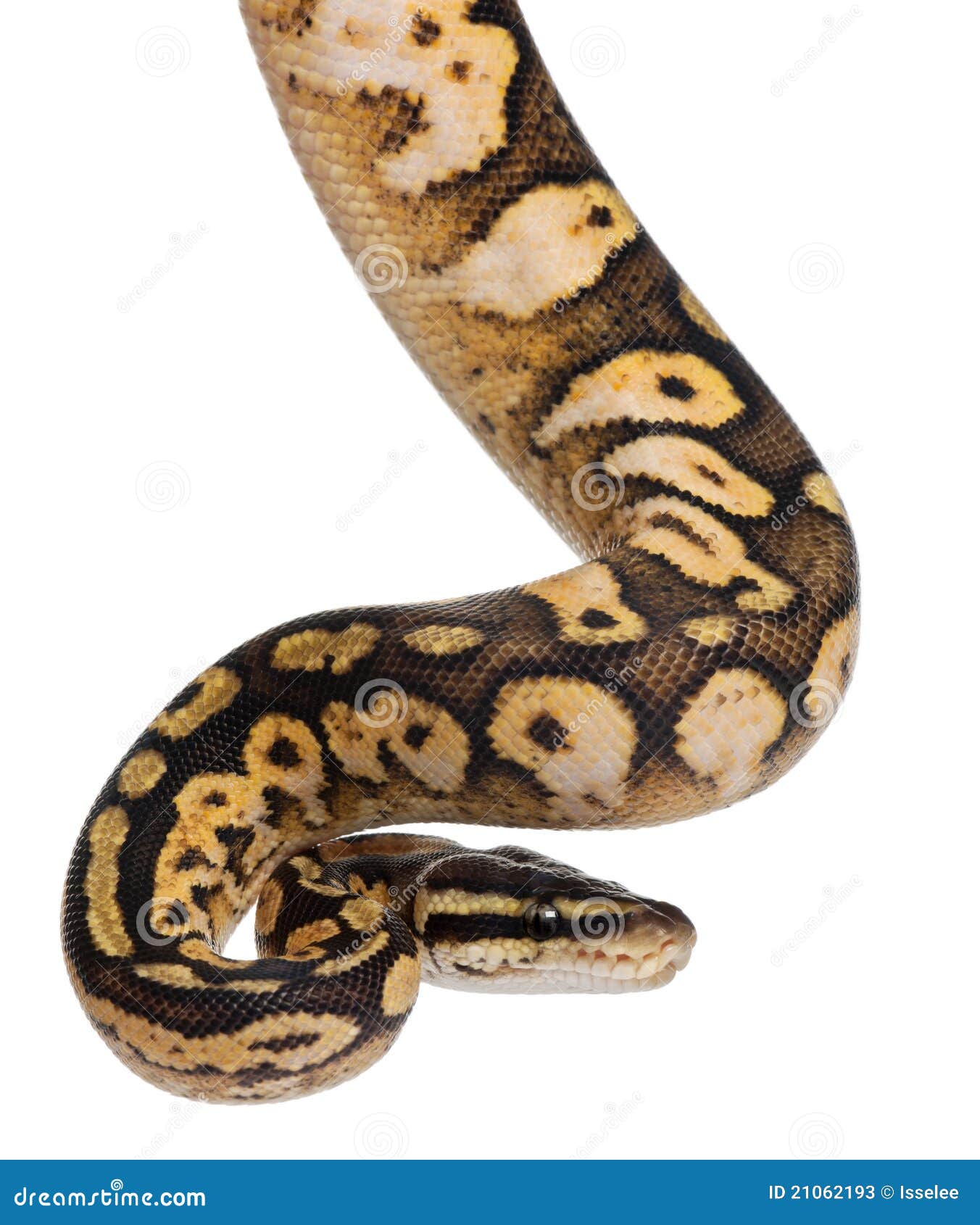 Male Pastel Calico Python, Royal Python Stock Image - Image of ...