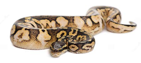 Male Pastel Calico Royal Python Stock Image - Image of royal, creepy ...