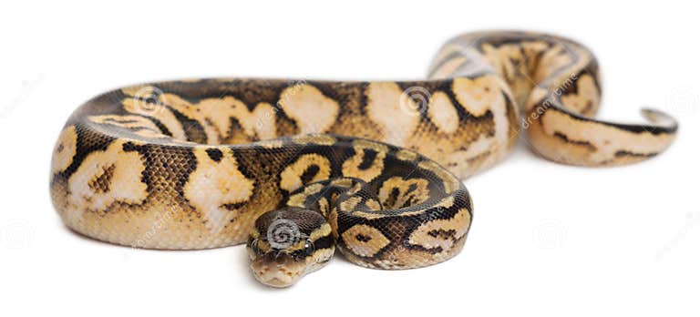 Male Pastel Calico Royal Python Stock Image - Image of royal, creepy ...