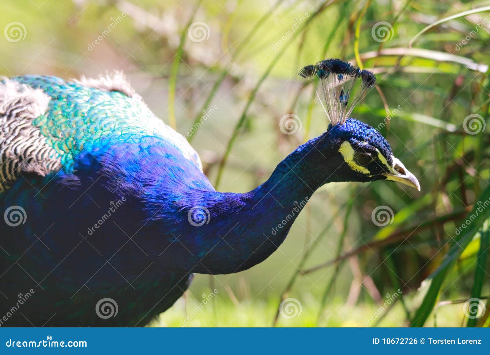 Male peacock stock photo. Image of color, colorful, wildlife - 10672726