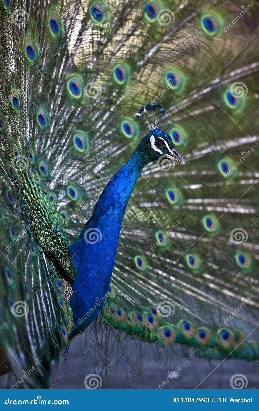 Peacock Gliding Tree Frog Royalty-Free Stock Photo | CartoonDealer.com ...